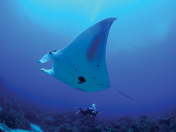 Diver swimming near a ray : r/HumanForScale